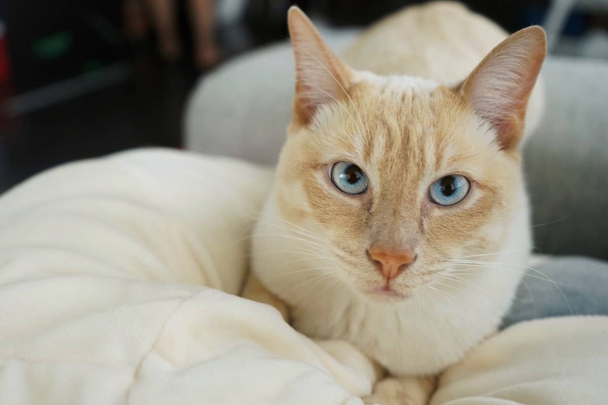 Rare ‘Flame-Point’ Siamese Cat’s Ears Have Everyone Smiling - Parade Pets