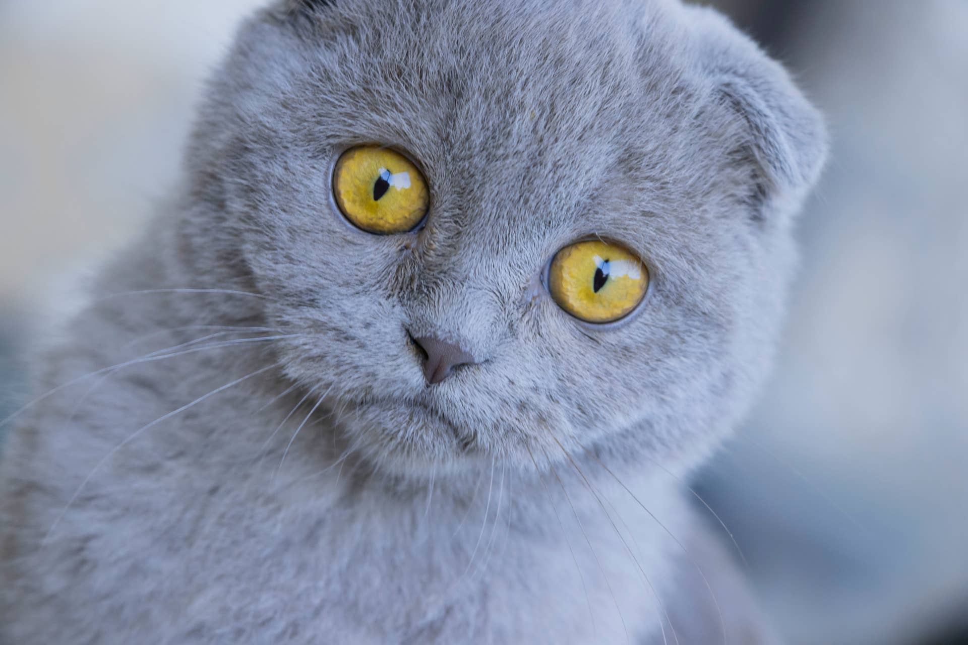 Cat Brings Home Stray As 'One Night Stand' and the Outcome Has Us ...
