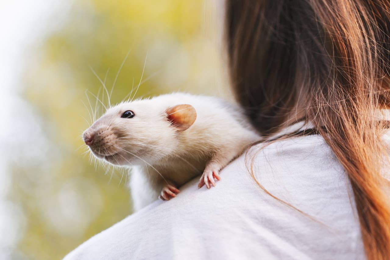 7 Best Small Pets for Kids | Easy-to-Care-For & Vet-Approved - Parade Pets
