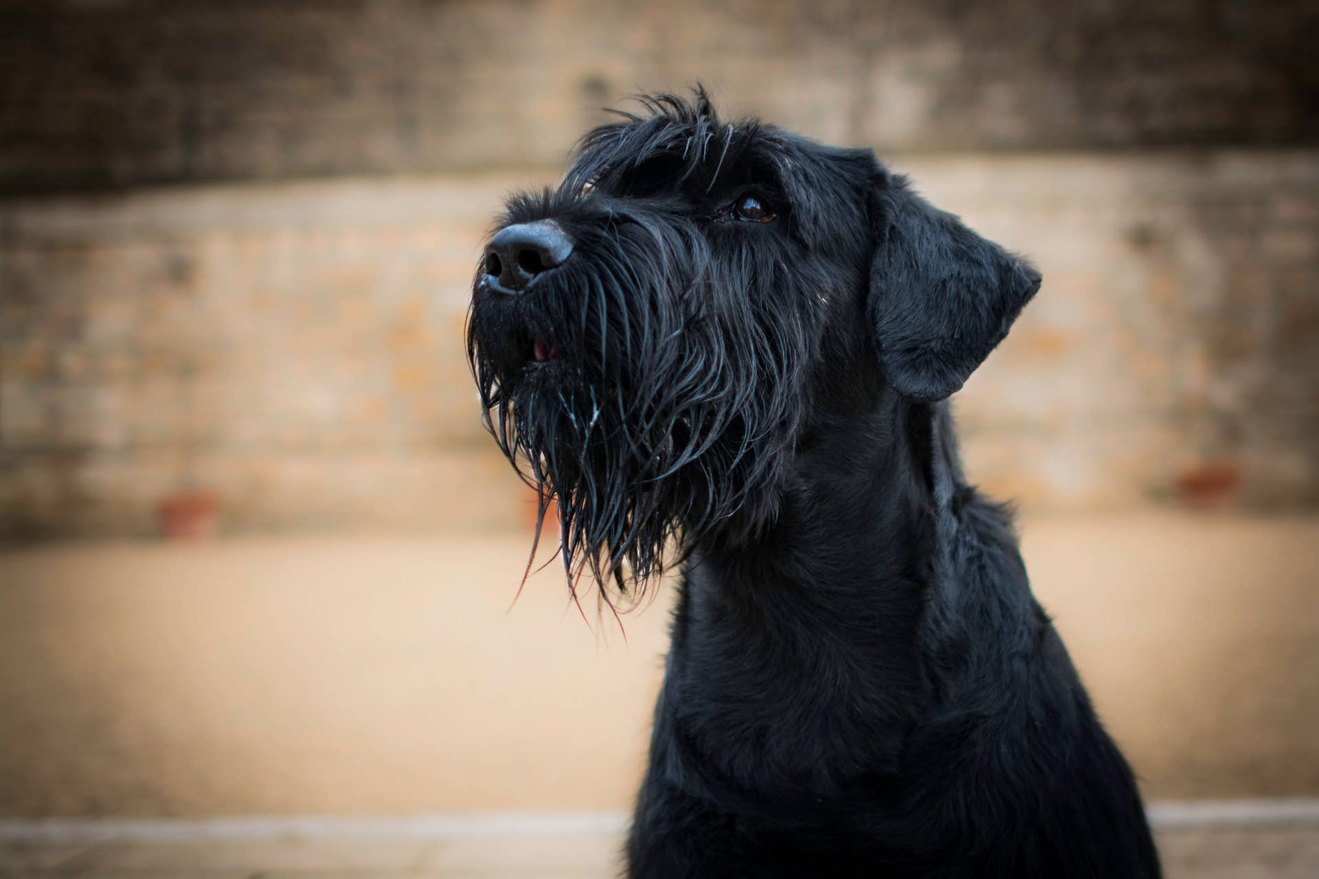 Giant Schnauzer Becomes Ultimate 'Helicopter Parent' and Refuses to Let ...