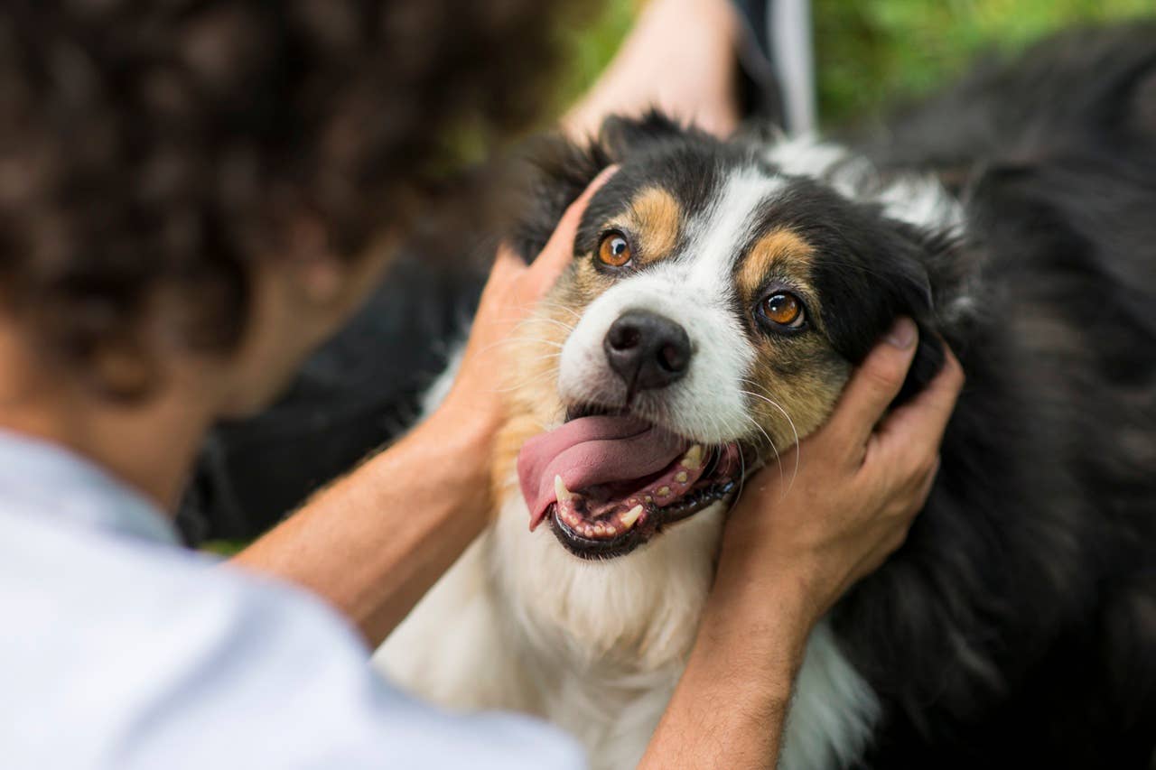 100 Cute Dog Quotes That Will Melt Your Heart - Parade Pets