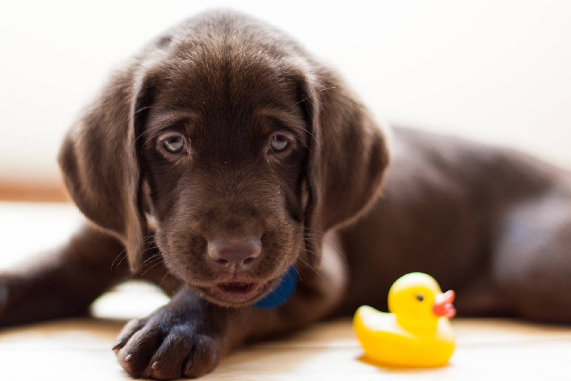 Chocolate Lab - Parade Pets