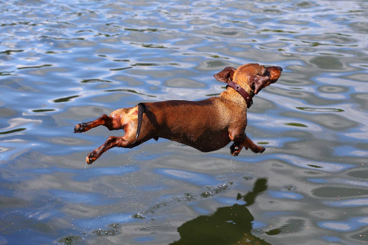 Great Dane Serves as the Sweetest Lifeguard for Her 9 Dachshund ...
