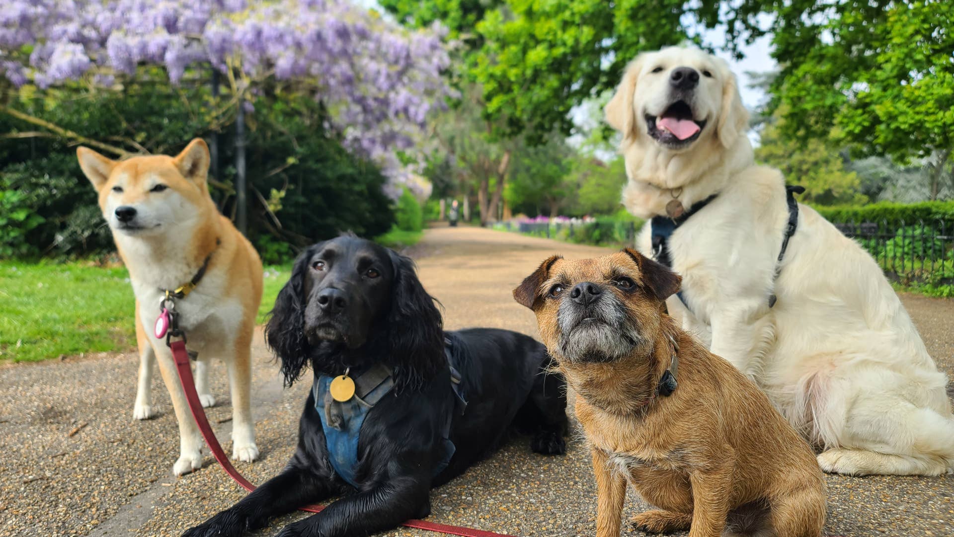 Dogs Boarding Bus for Home Is Exactly Like Wrangling Kids At the End of ...
