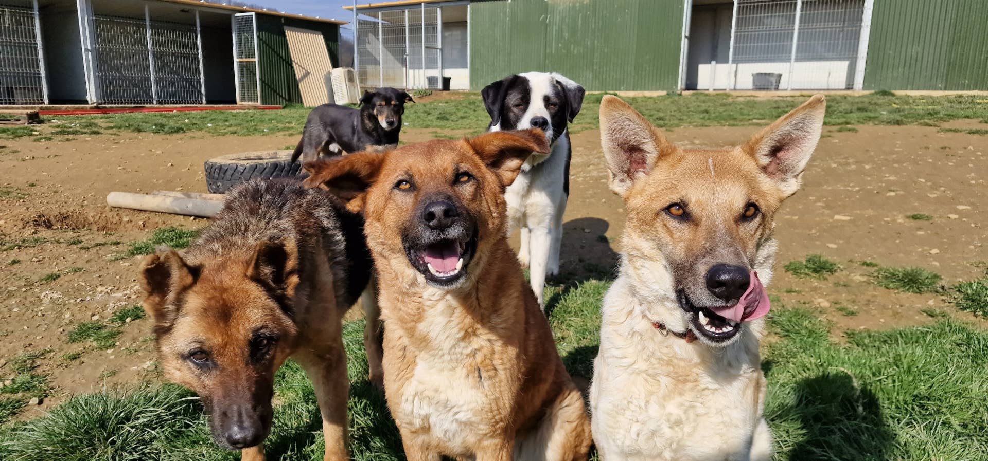 35% of Americans Want Large Dogs, But Barriers Prevent Adoption ...