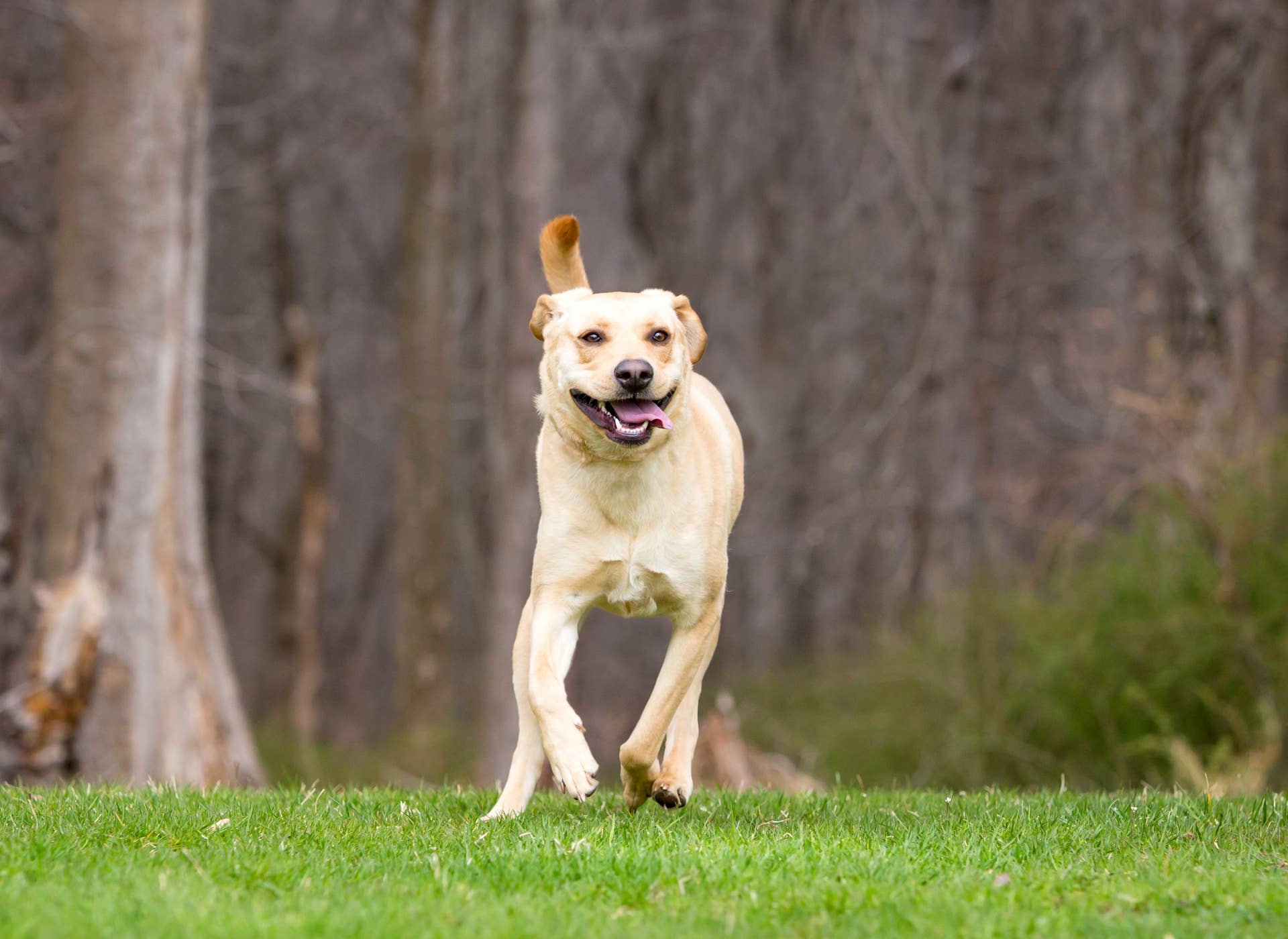 Lab Heeler Mix’s DNA Results Are a Shocking Blend of Dog Breeds ...