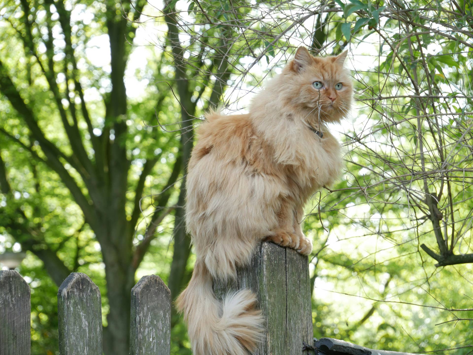 Fluffy Cat Meets Repairman for First Time and the Confusion Is All Too ...