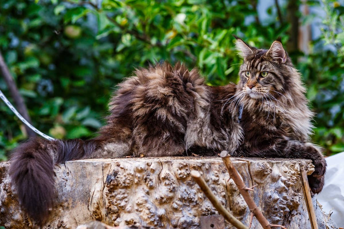 Rare Bengal-Maine Coon’s Outside Time Is Total Tiger Vibes - Parade Pets