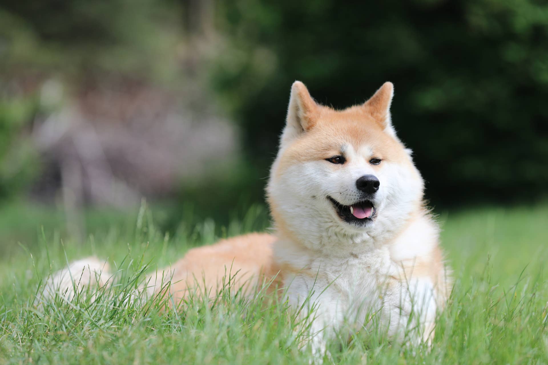 Brave Owner Saves Dog From Mountain Lion Attack in California - Parade Pets