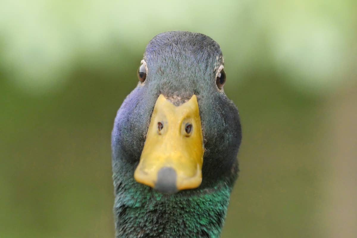 Pink Tutu-Wearing Duck Looks Like a Disney Princess for Epic Birthday ...