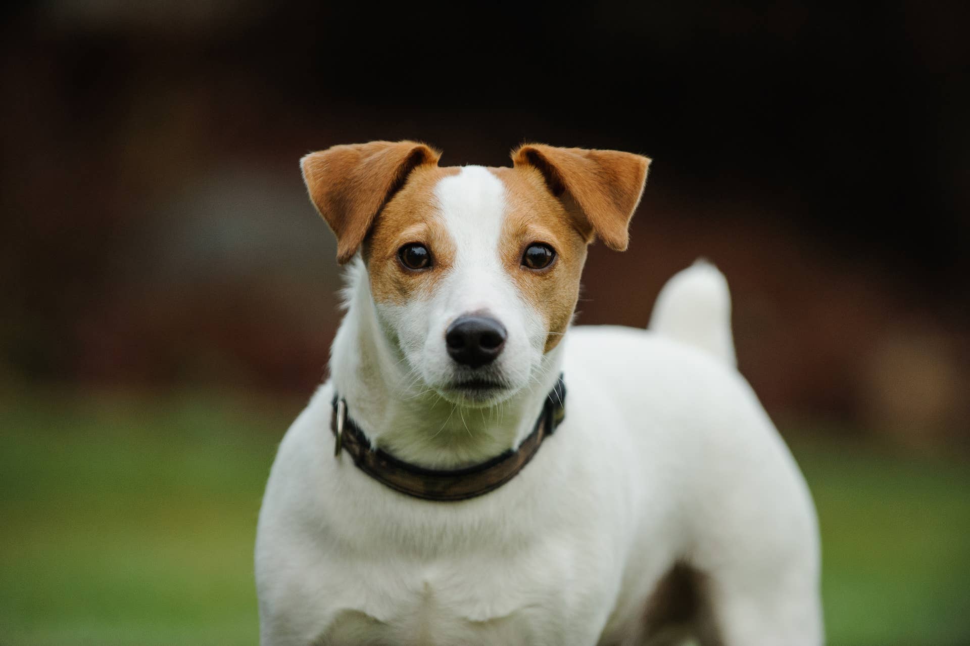 Mini Jack Russell Is Like the Energizer Doggy Thanks to 'Zoomies After ...