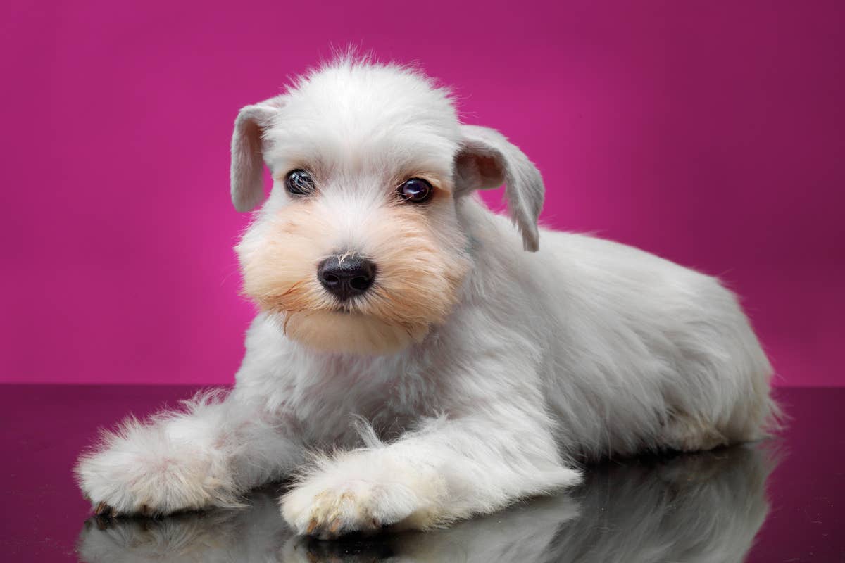 Mini Schnauzer Uses Cartoon Character Face To Get Him Out of Trouble ...