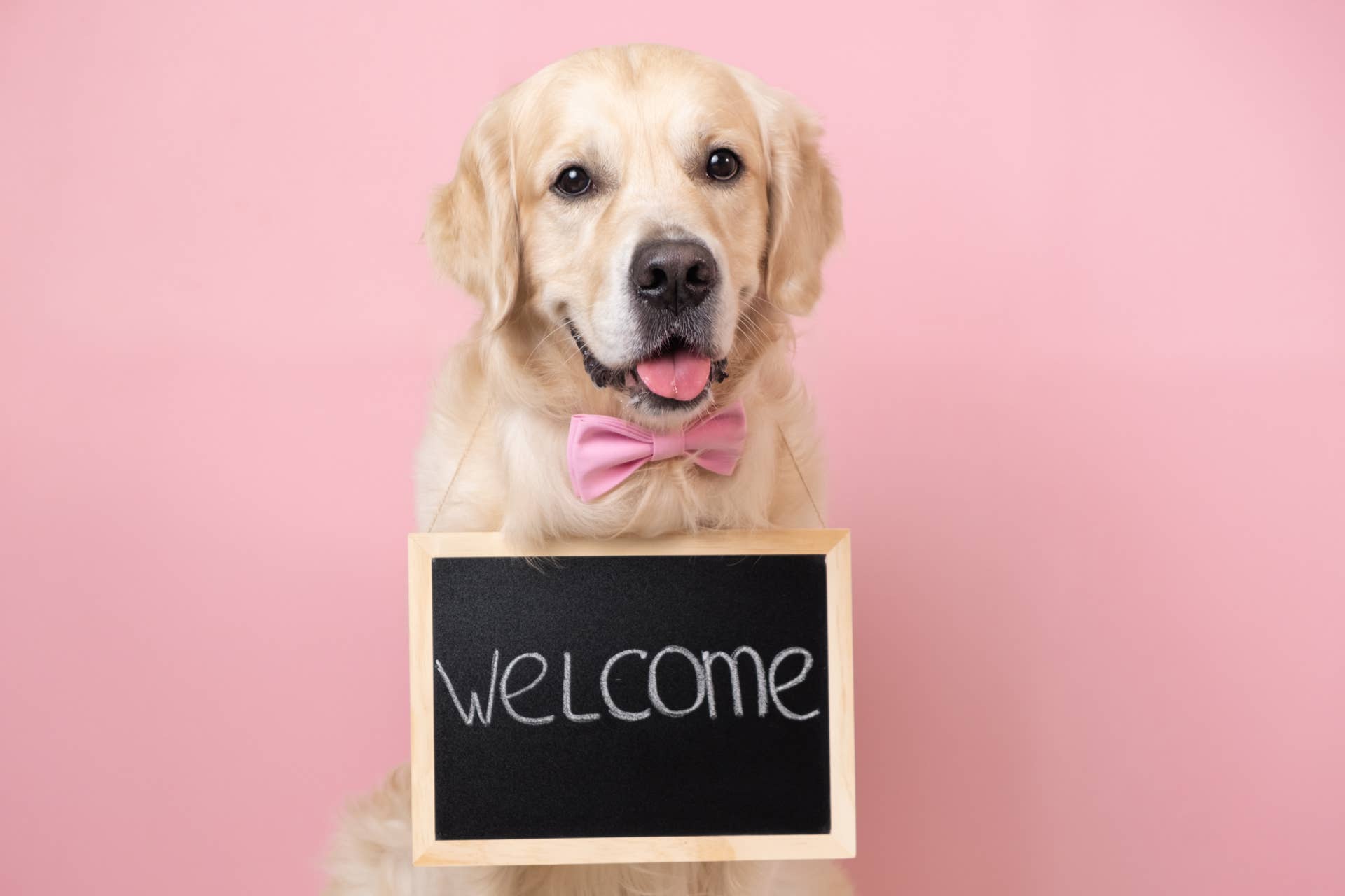 Golden Retriever Forms One-Man 'Welcoming Committee' and It's Beyond ...