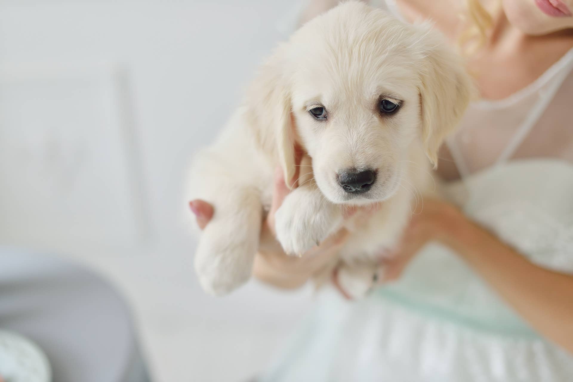 Golden Retriever Puppy Is the Cutest 'Beach Potato' We've Ever Seen in ...