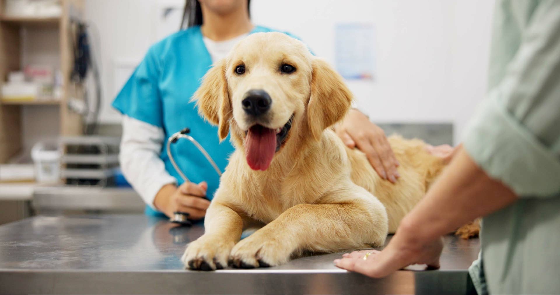 Experts Share Ways to Cut Rising Pet Costs in 2026 - Parade Pets