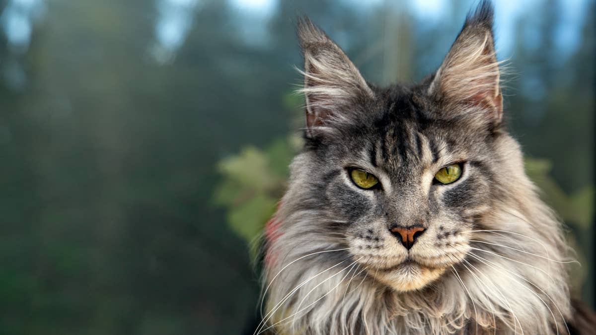 Majestic Maine Coon Cat Is Neighborhood's 'Resident Thug' and People ...