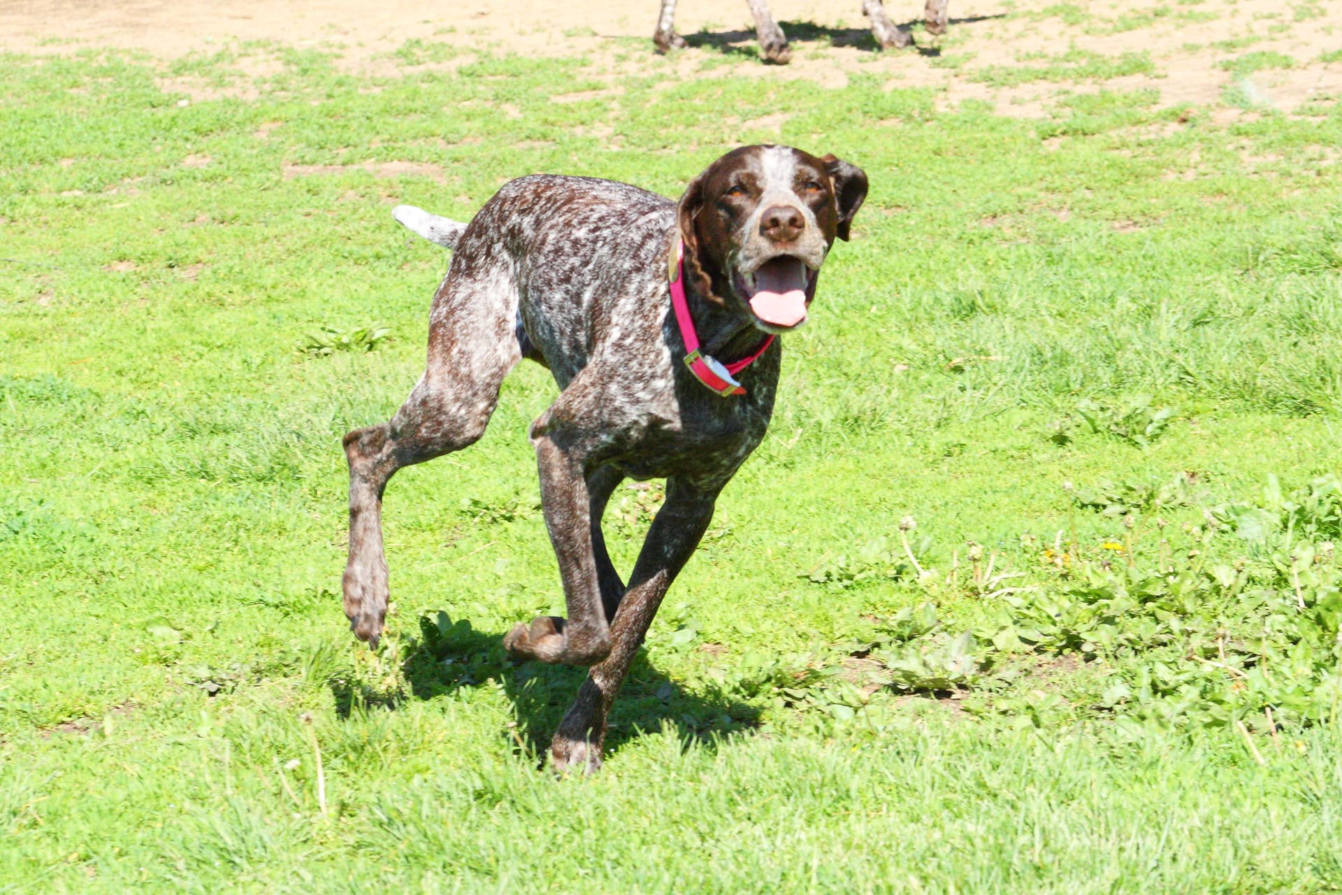 This Texas TSA Pointer’s Mid-Shift 'Zoomies' Bring Travelers Joy ...