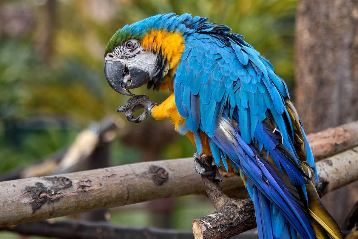 Little Girl Helps Disabled Parrot ‘Feel Like She's Flying’ - Parade Pets