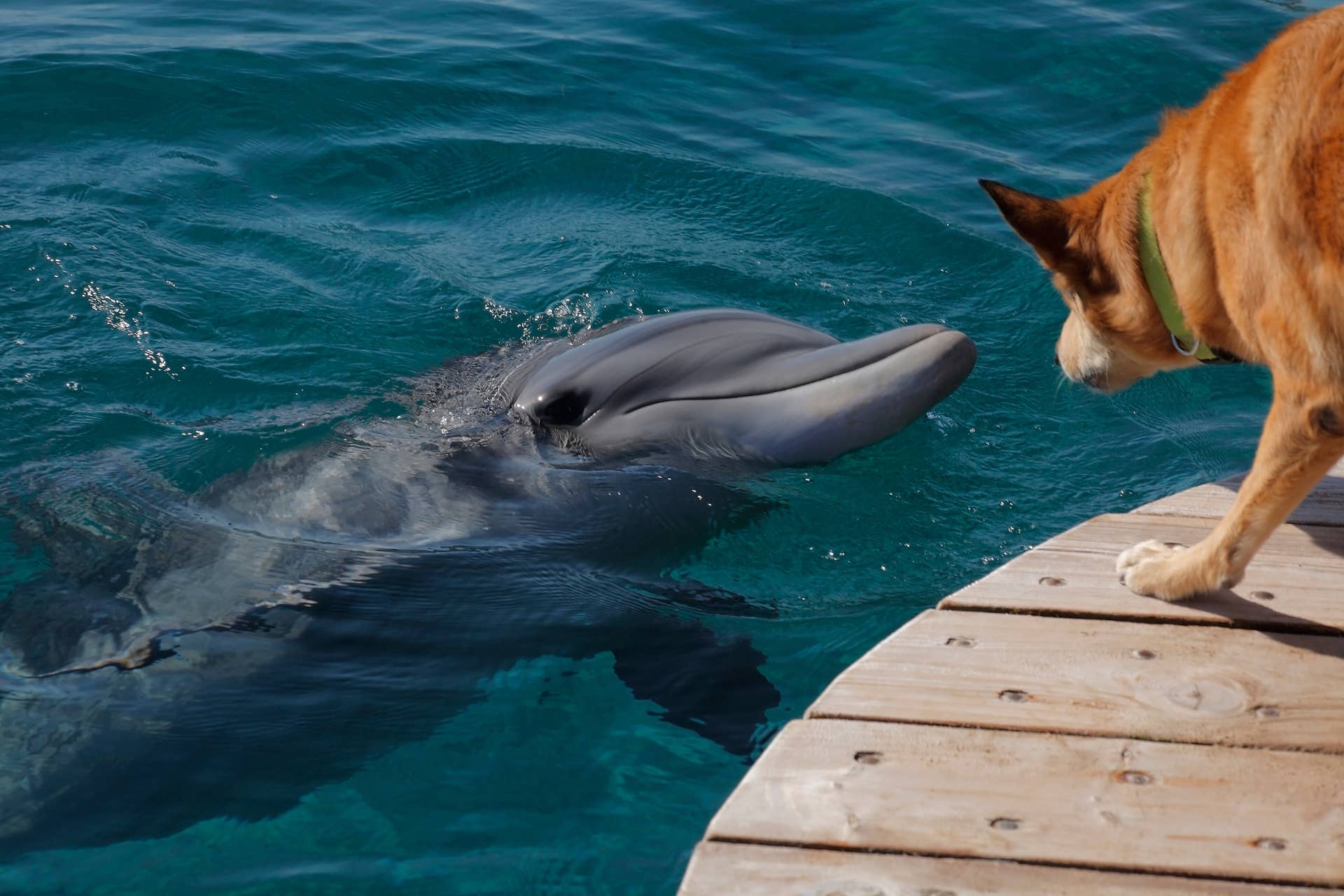 Golden Retriever's Unbelievable Reunion with Dolphin After a Year Is ...