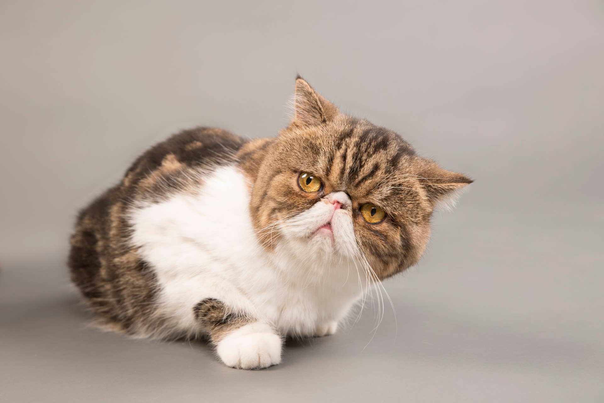 5 Grumpy-Looking Cat Breeds That Are Surprisingly Lovable, Vets Say ...