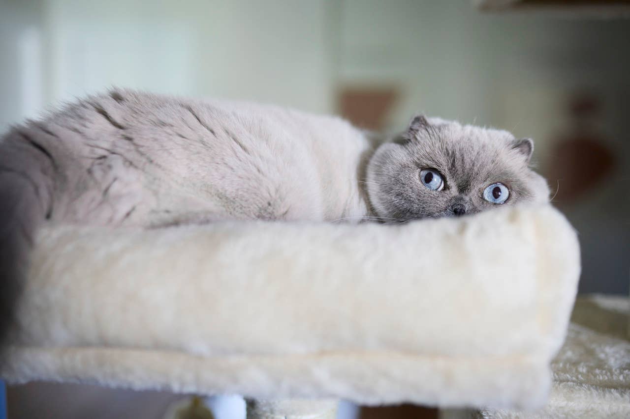 5 Grumpy-Looking Cat Breeds That Are Surprisingly Lovable, Vets Say ...
