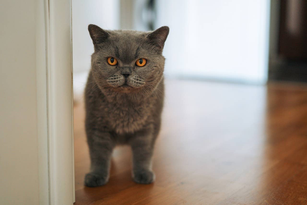 5 Grumpy-Looking Cat Breeds That Are Surprisingly Lovable, Vets Say ...