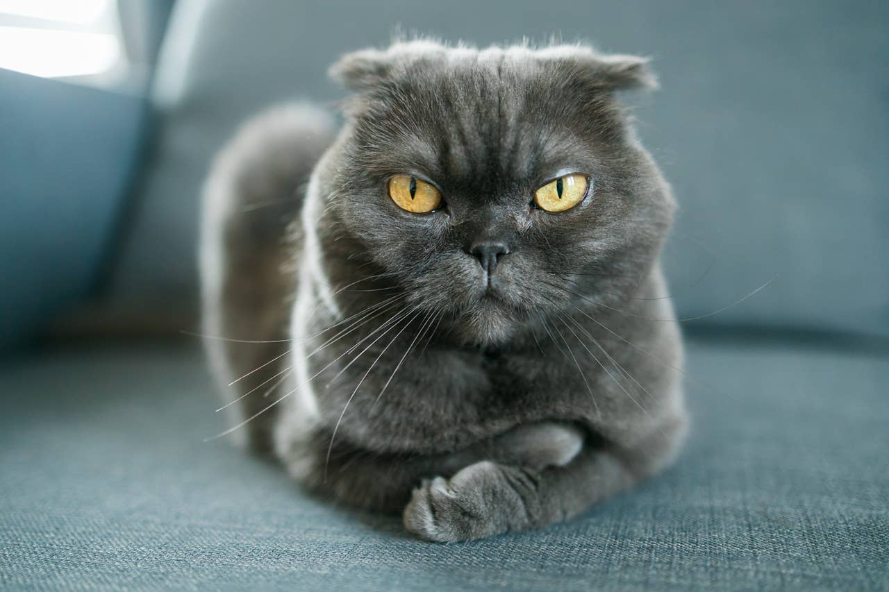 5 Grumpy-Looking Cat Breeds That Are Surprisingly Lovable, Vets Say ...