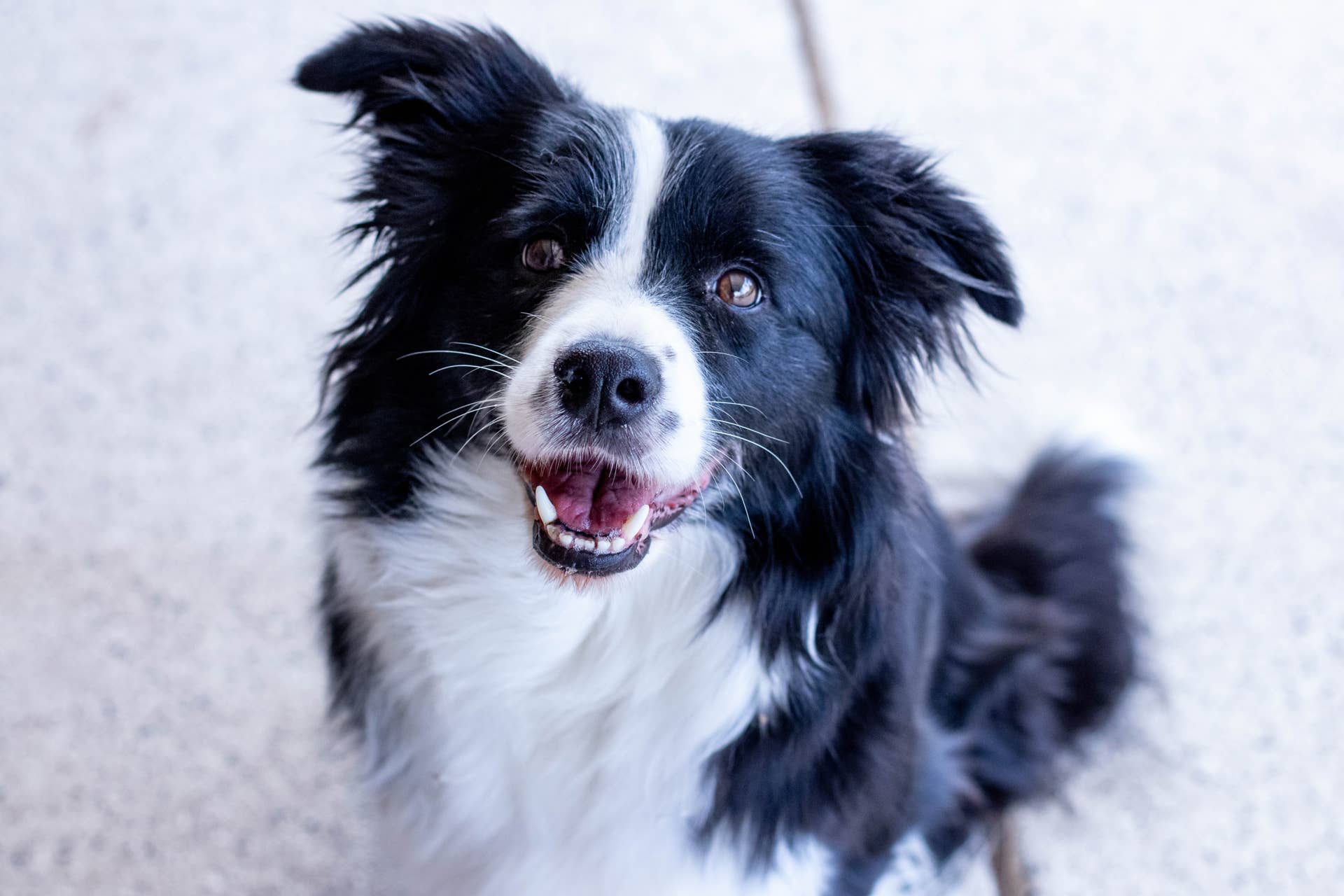 Border Collie Achieves 'Diamond' Status With Flawless Regency Dance ...