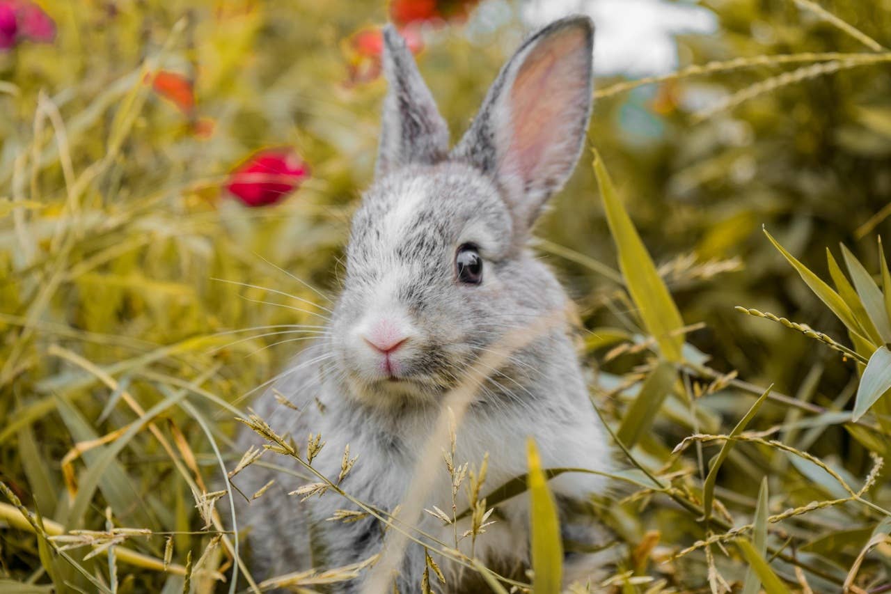 360 Rabbit Names for Your Bunny (Cute & Funny Options) - Parade Pets