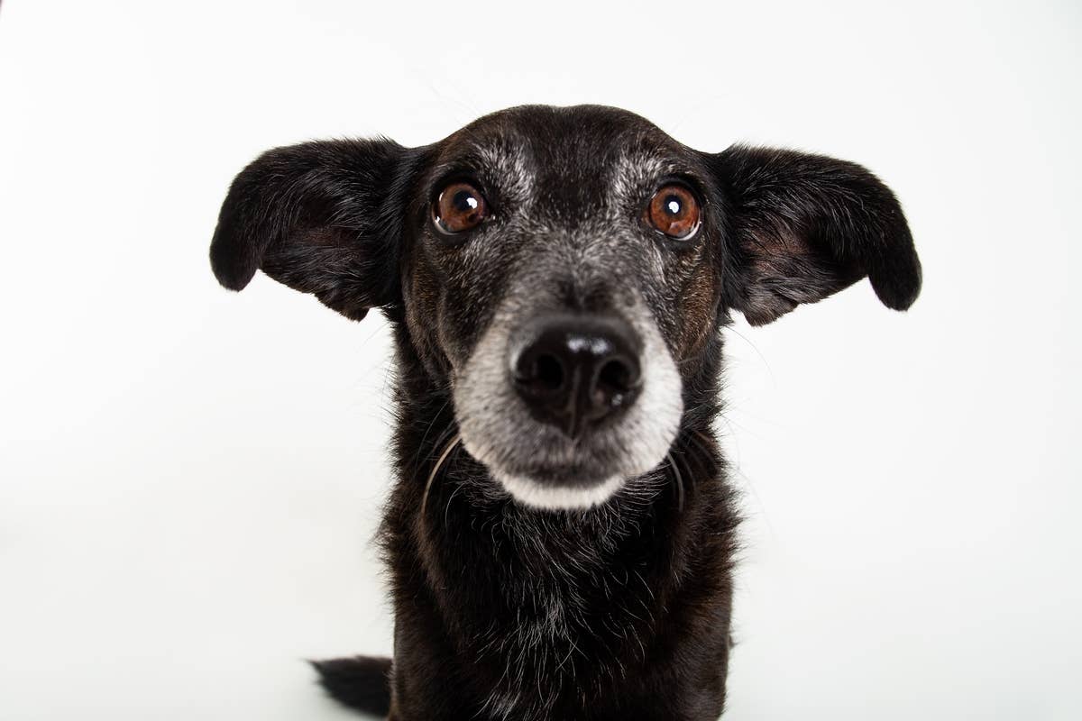Senior Rescue Dog with No Back Legs Gets Forever Home After 4 Years of ...