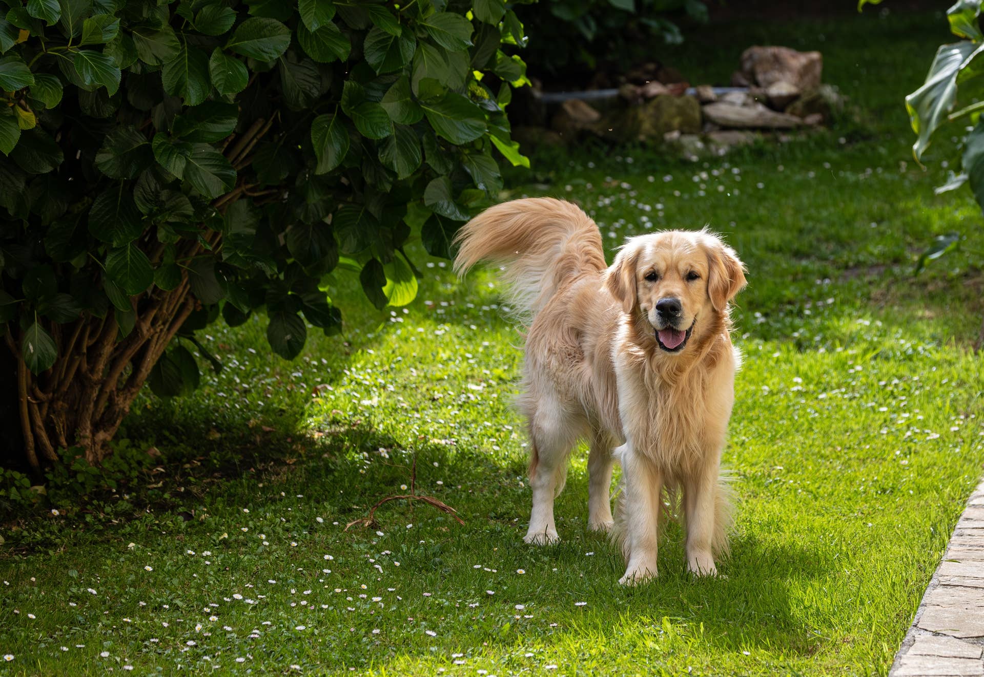 Golden Retriever Drops His Stick for One Thing—and It’s Majestic ...