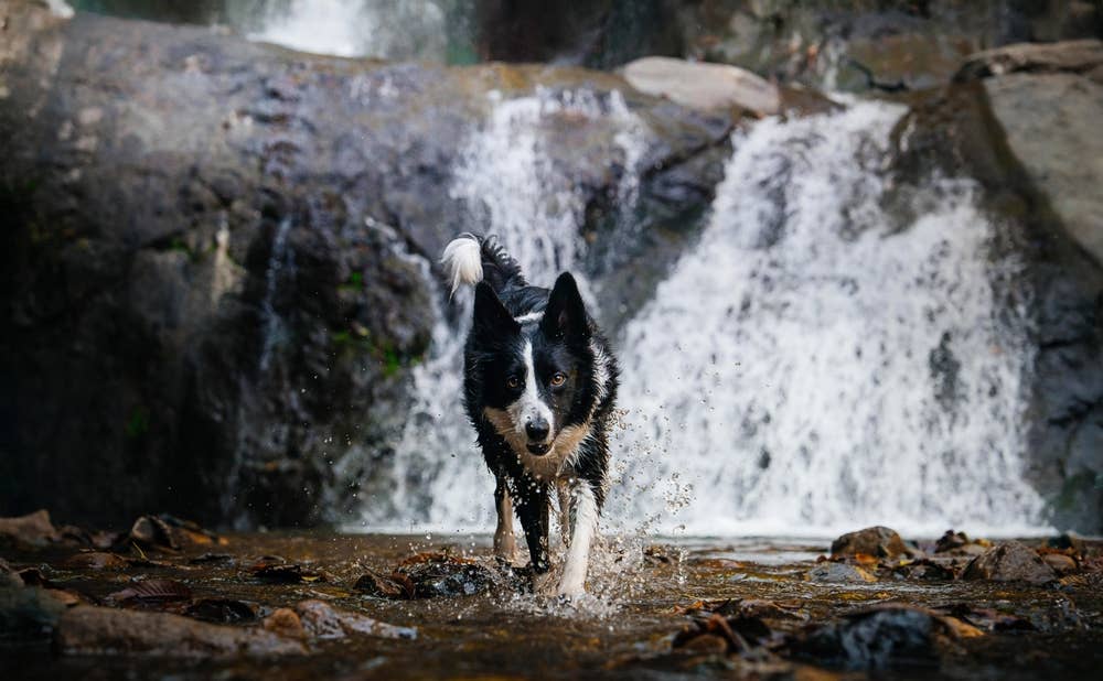 Border Collie Falls 180 Feet Down Waterfall and an Absolute Miracle ...