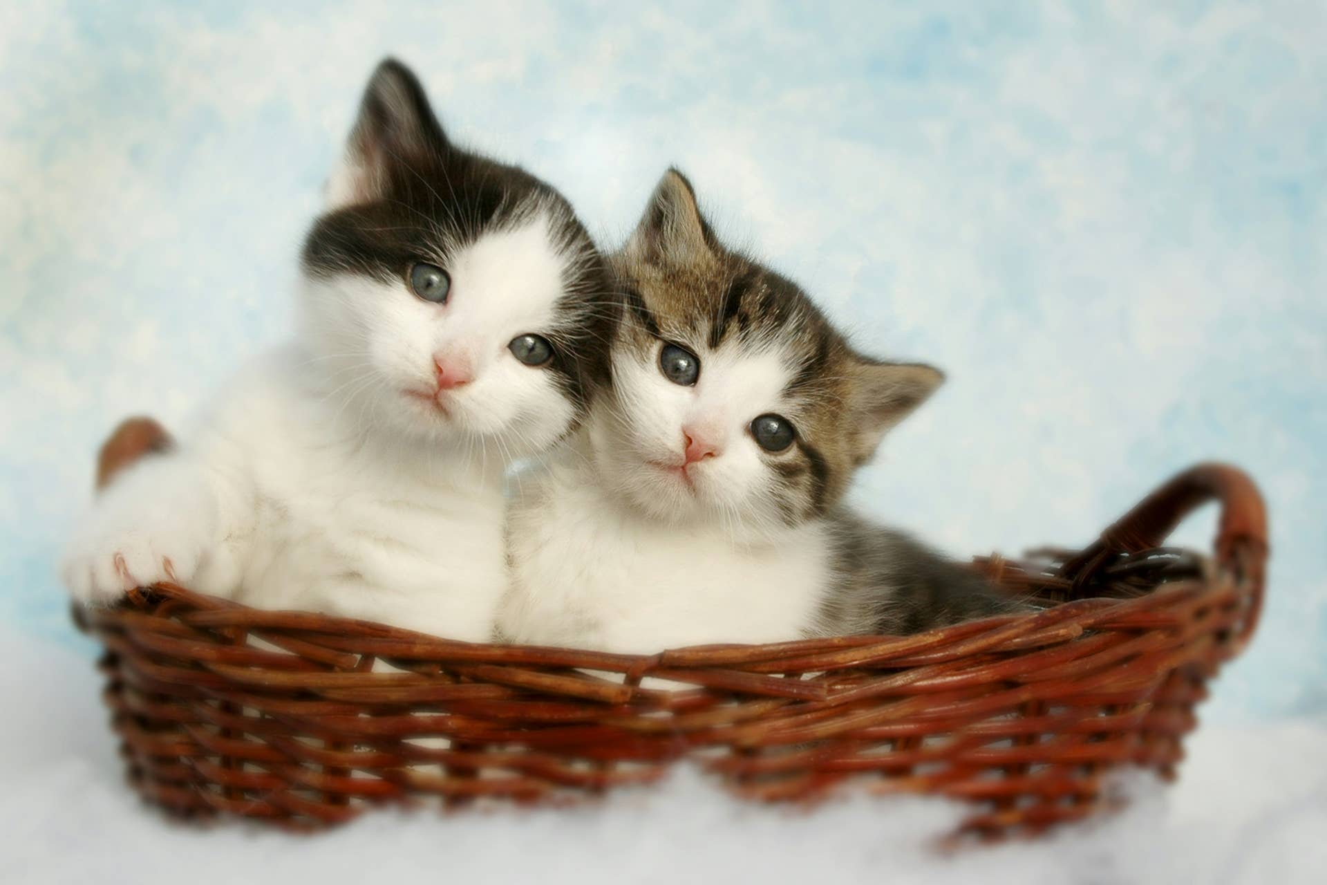 Tiny Foster Kittens All Born With One Missing Foot Are Stealing Hearts ...