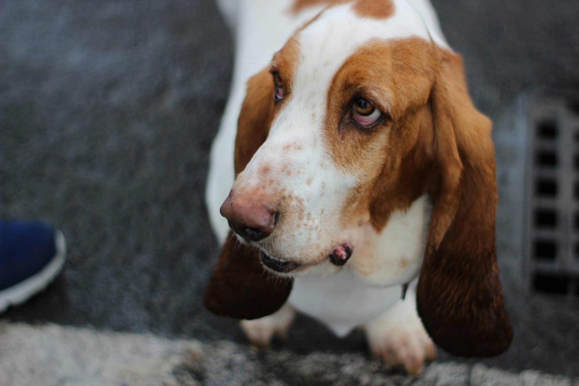Basset Hound - Parade Pets