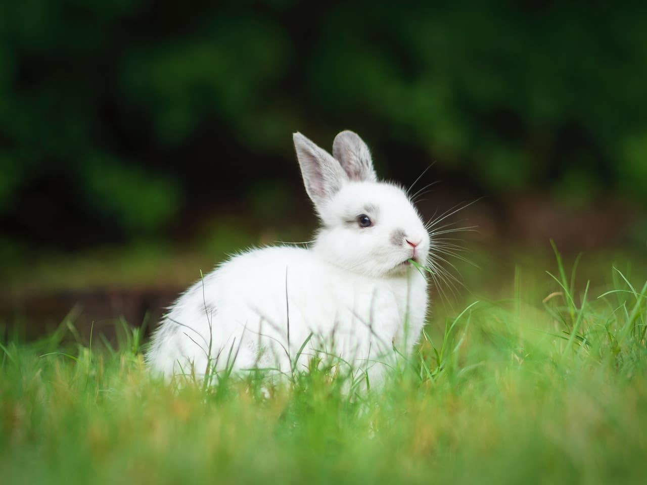 360 Rabbit Names for Your Bunny (Cute & Funny Options) - Parade Pets