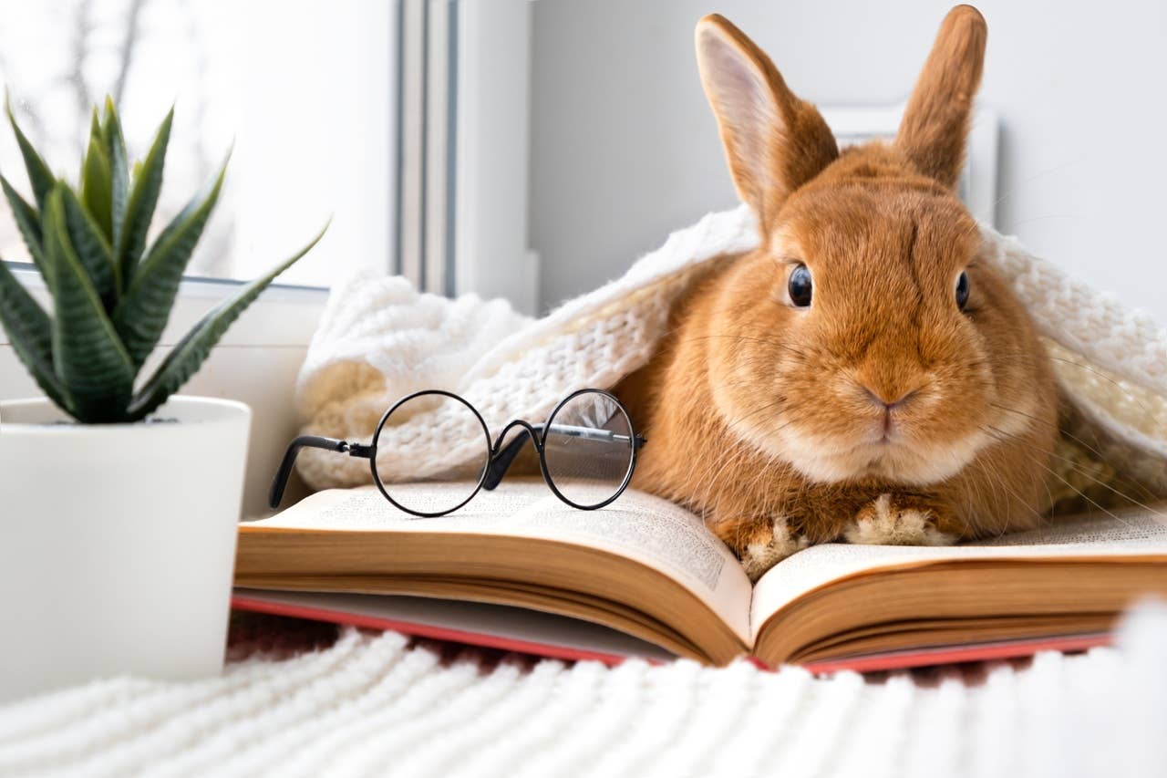 360 Rabbit Names for Your Bunny (Cute & Funny Options) - Parade Pets