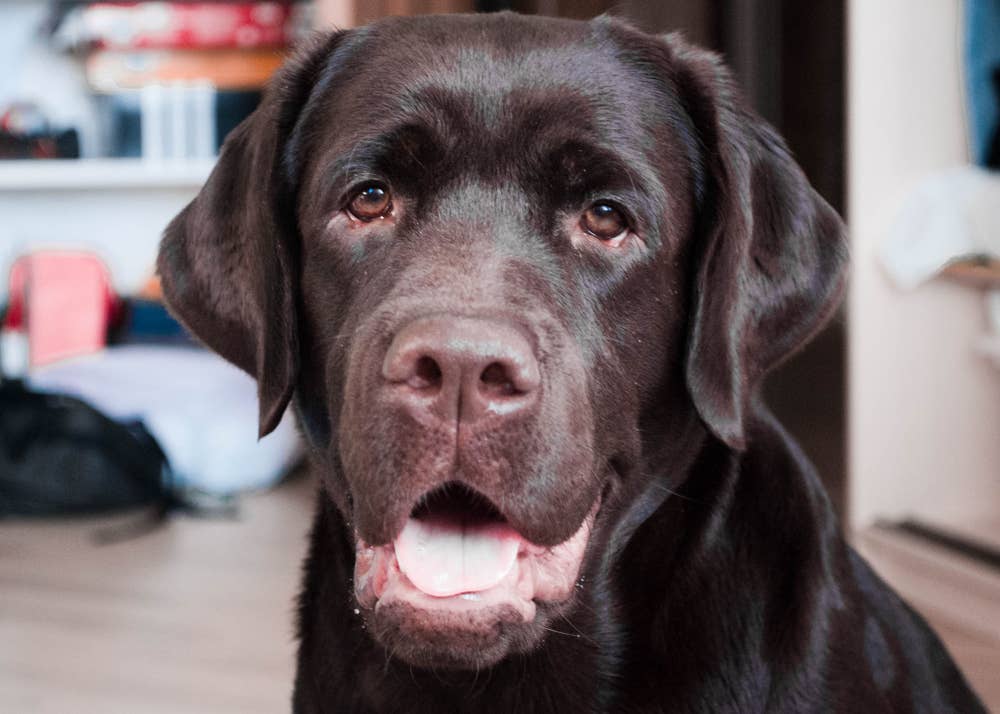 Chocolate Lab - Parade Pets