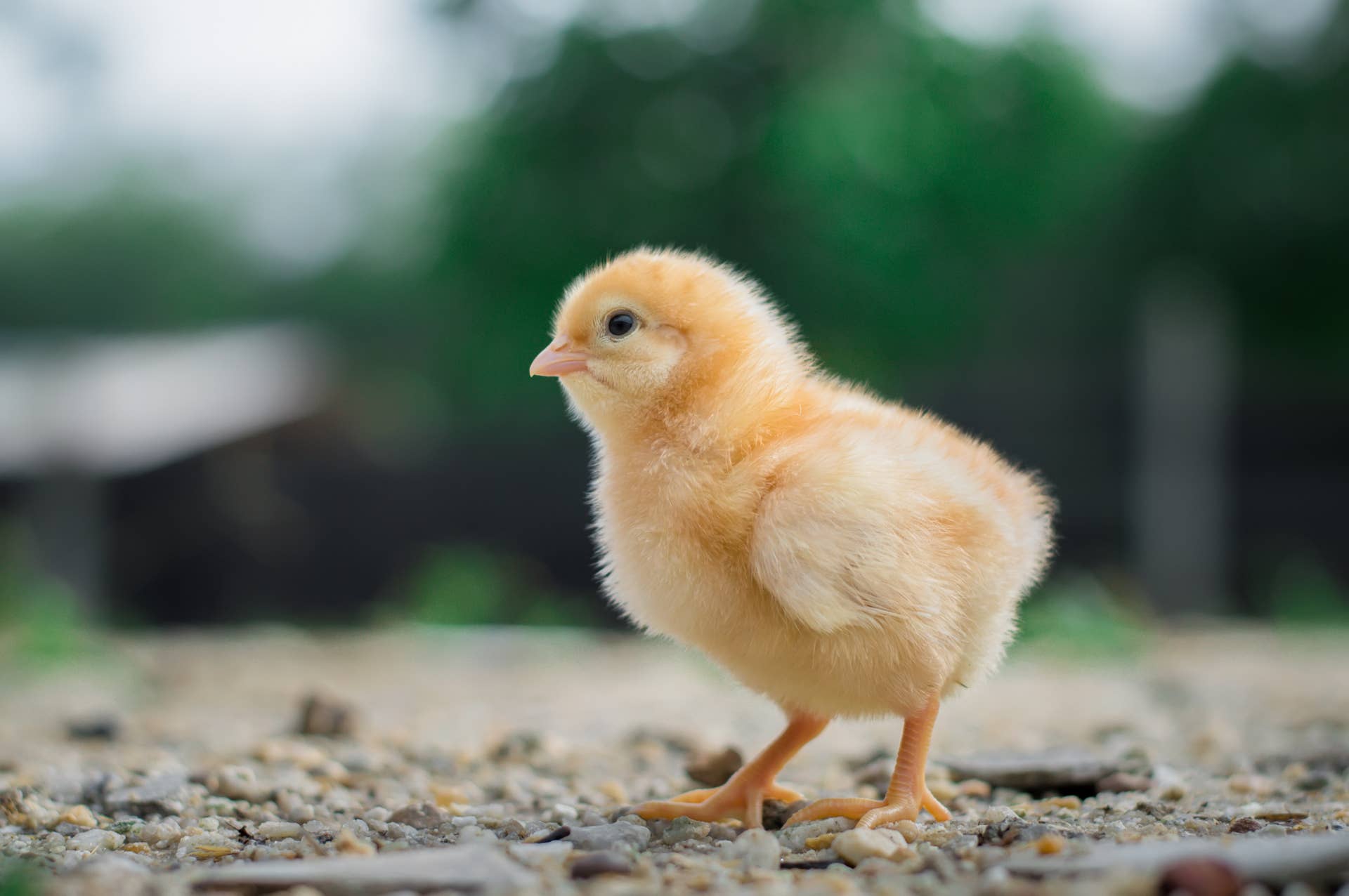 Chickens: Cute Photos, Funny Moments, and Backyard Life - Parade Pets