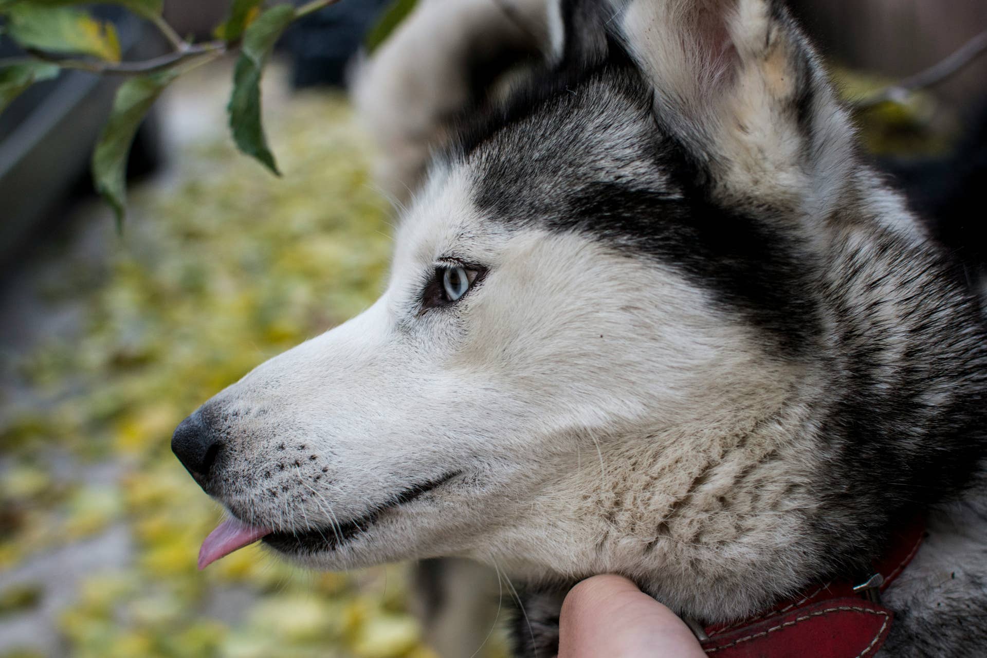 Rescue Husky Found 'Alone on a Chain' Now Island Hops on Vacation With ...