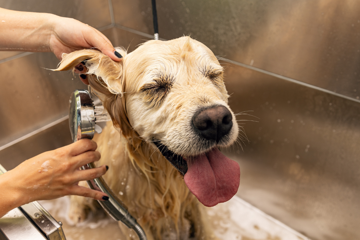 Sleepy Golden Retriever Decides Groomer Bath Time Is the Perfect Time ...