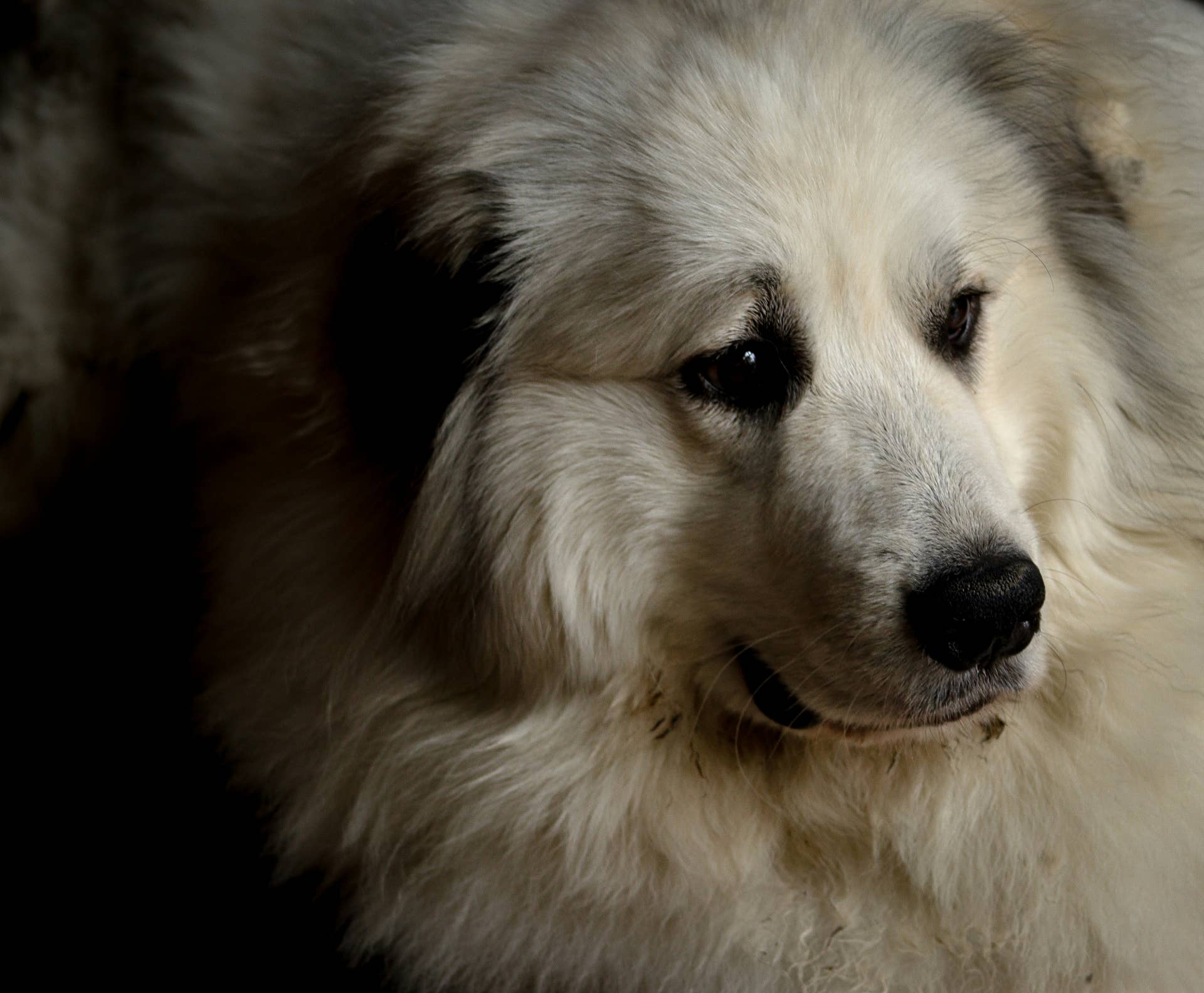 Great Pyrenees Spots a Baby Chick and Becomes a 'Helicopter Parent ...