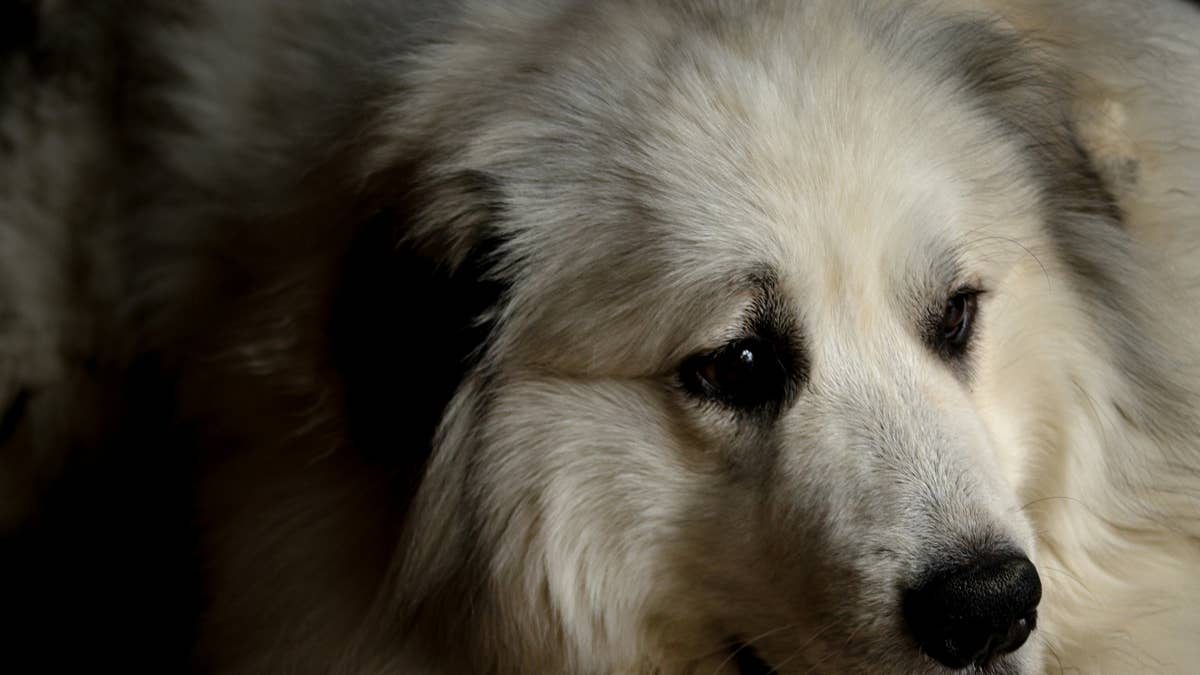 Great Pyrenees Spots a Baby Chick and Becomes a 'Helicopter Parent ...