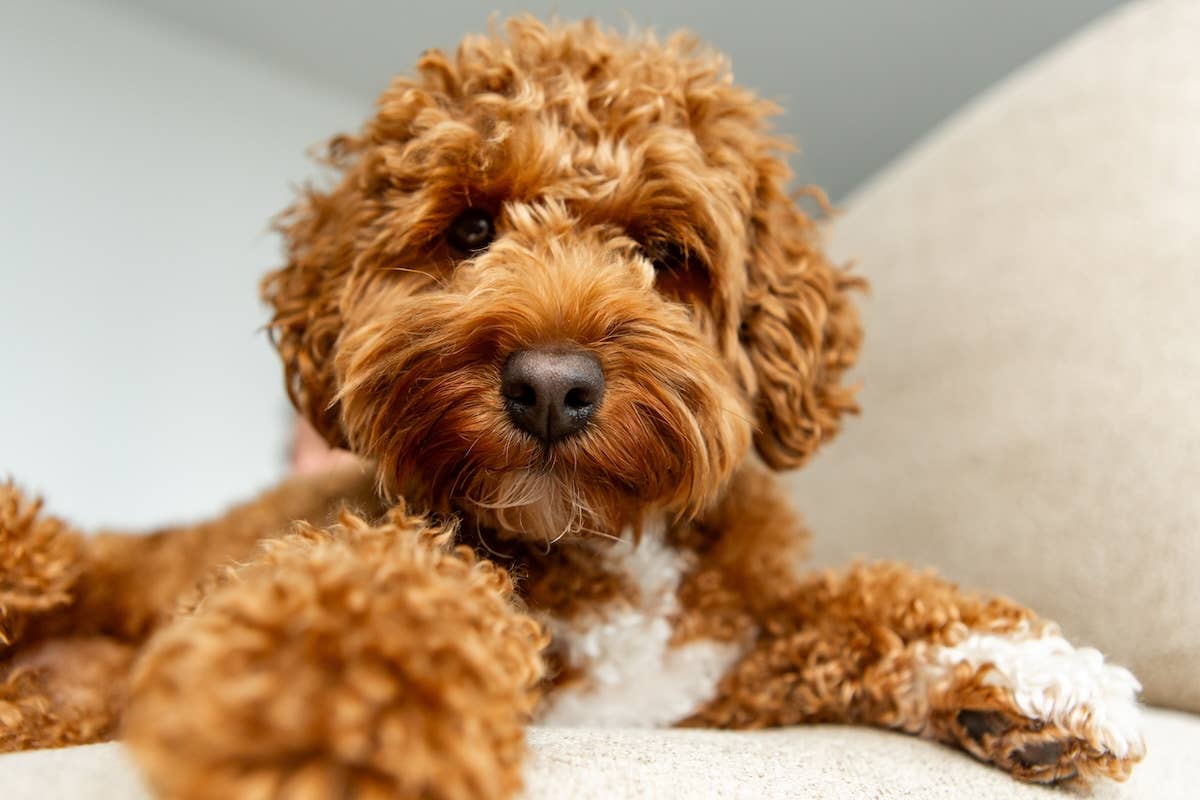 Goldendoodle - Parade Pets