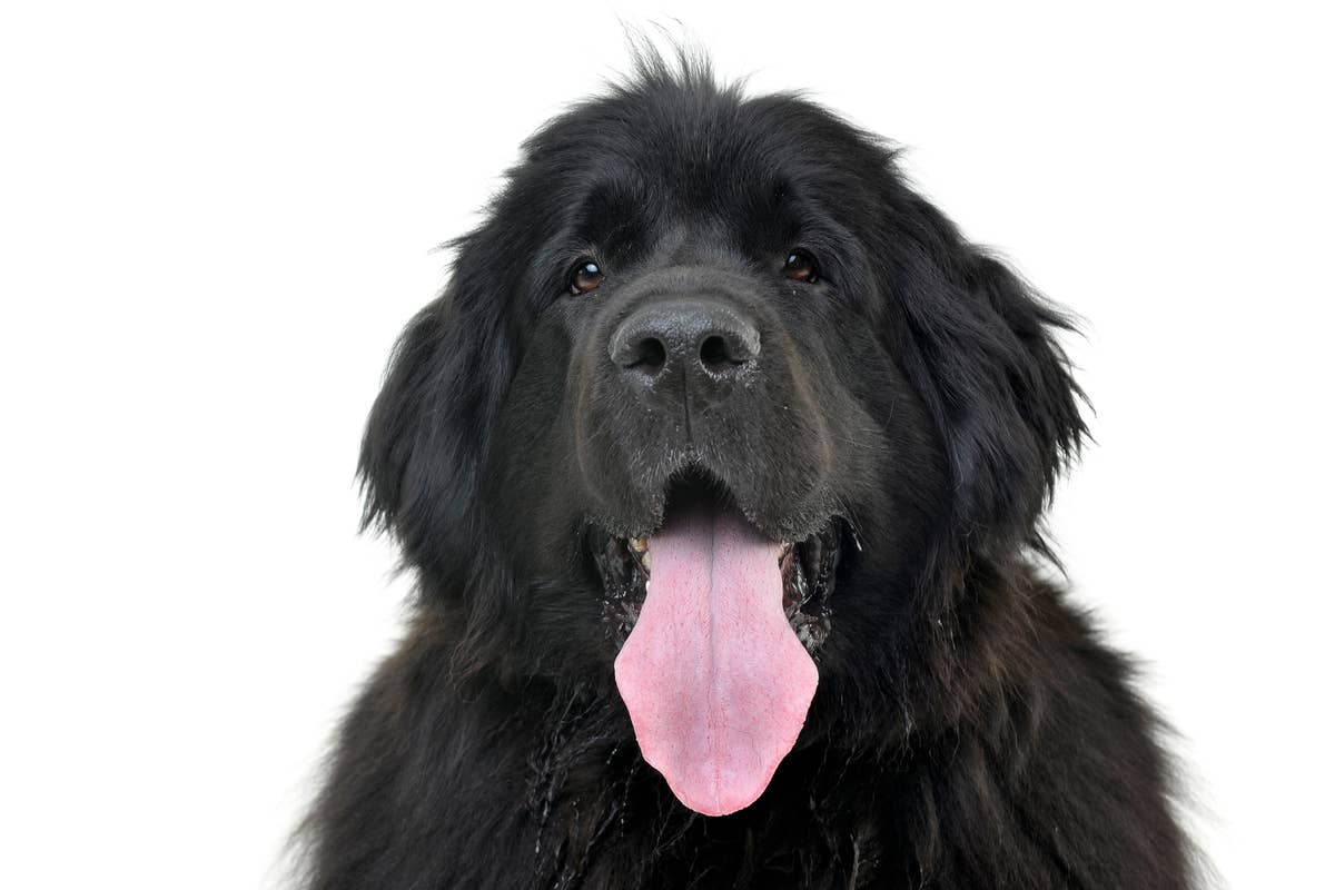 Newfoundland Follows Grandma's 'Take Shelter' Orders Like a Perfect ...