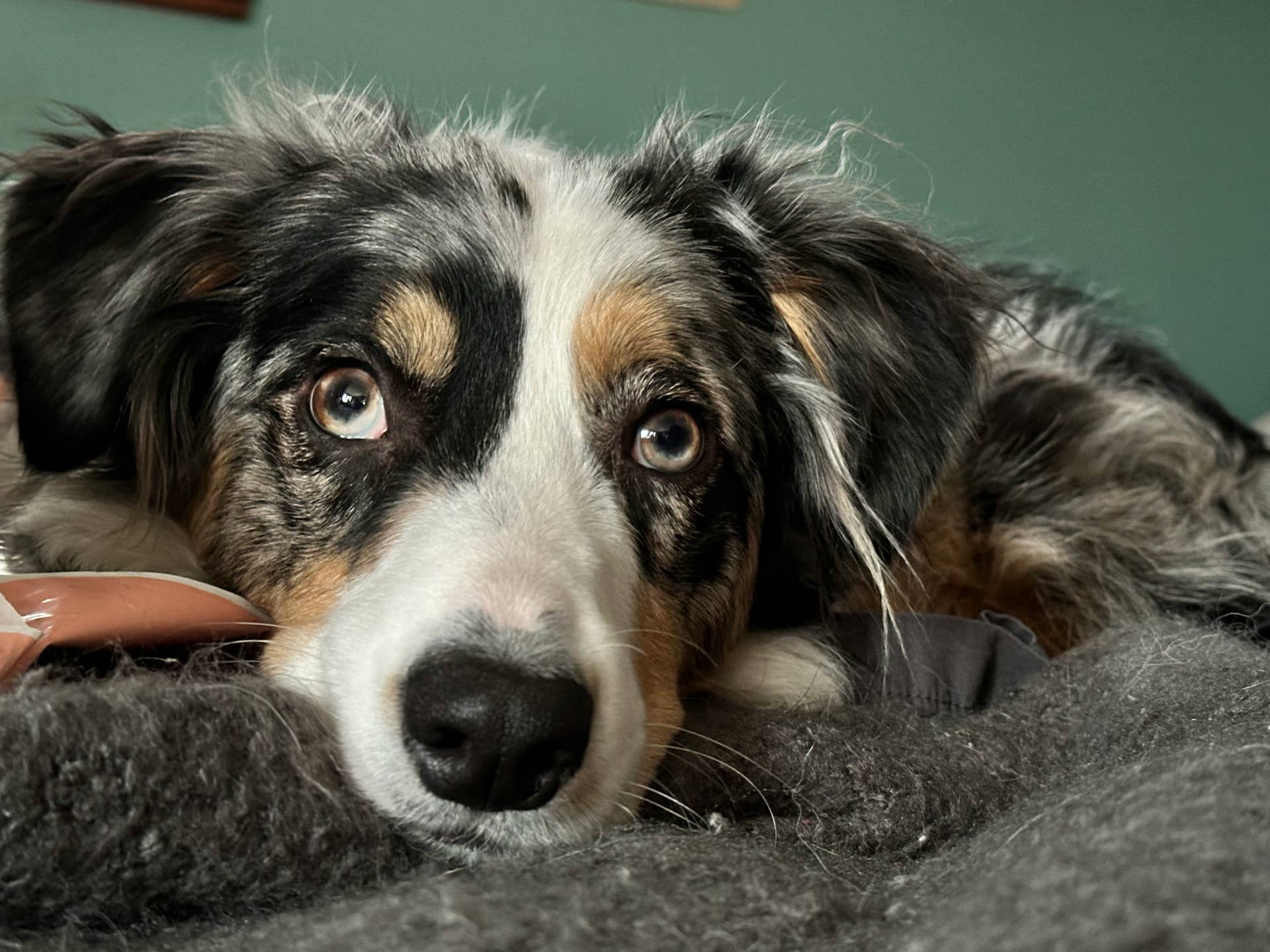Funny Australian Shepherd Smiles Whenever She's in Trouble and No One ...