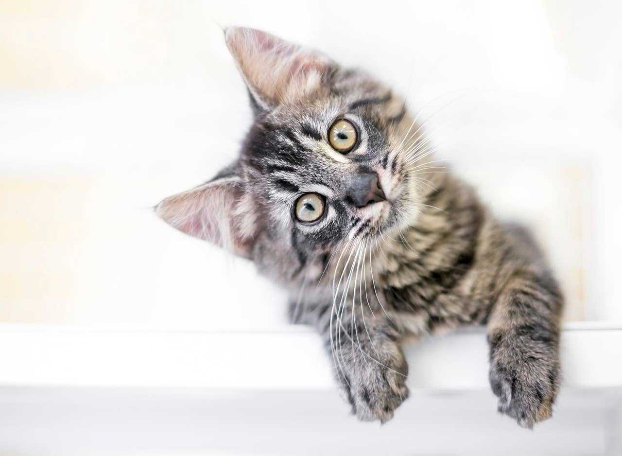 5 Weird Sounds Only Cats Can Hear, According to a Vet - Parade Pets