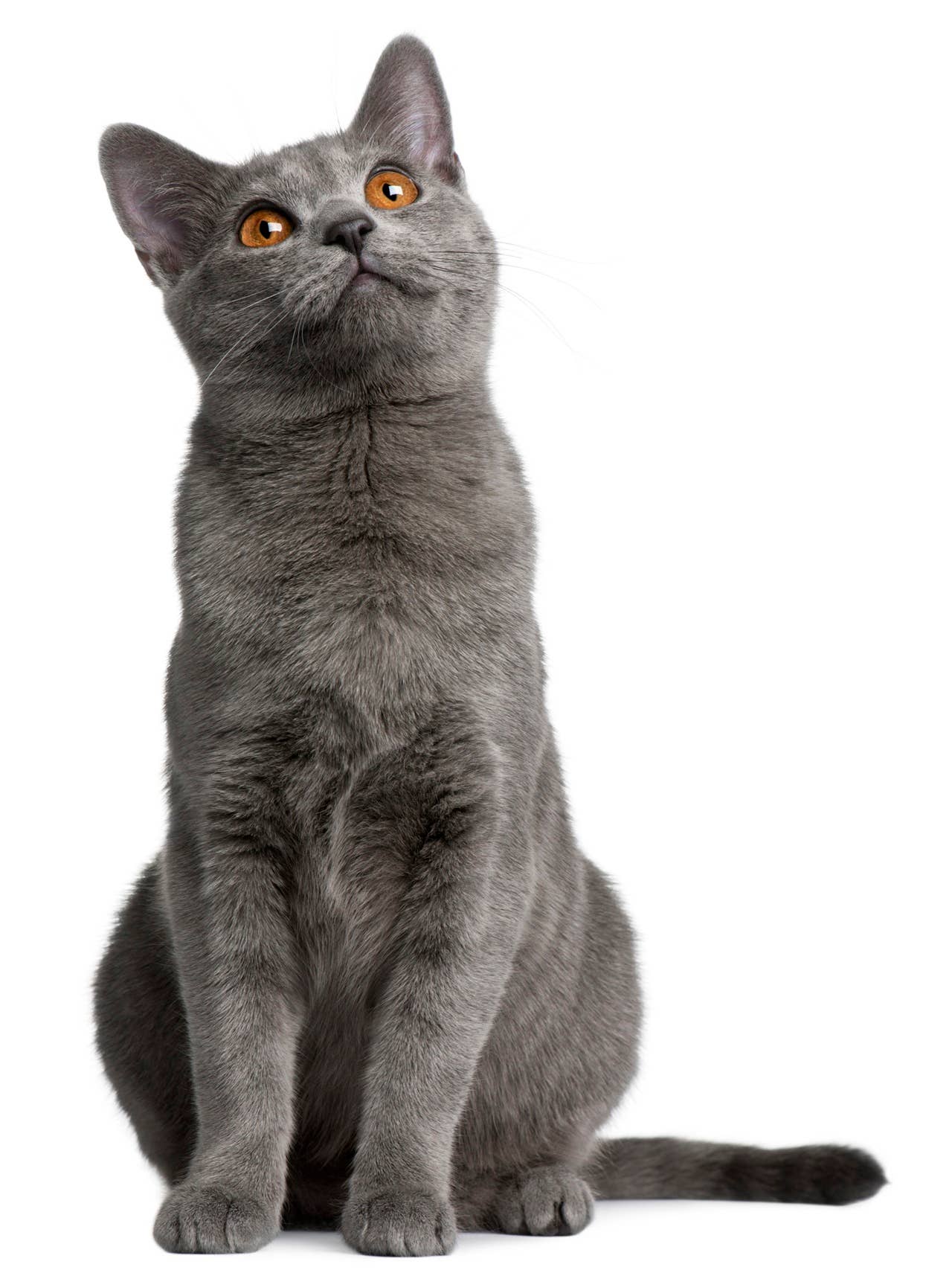 5 Weird Sounds Only Cats Can Hear, According to a Vet - Parade Pets