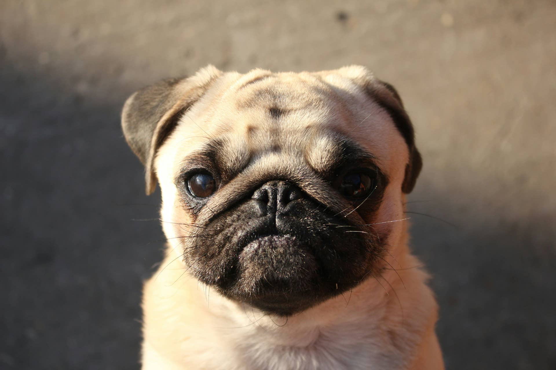 Disabled Pug Joins Doggy Day Care and Gets the Surprise of Her Life ...