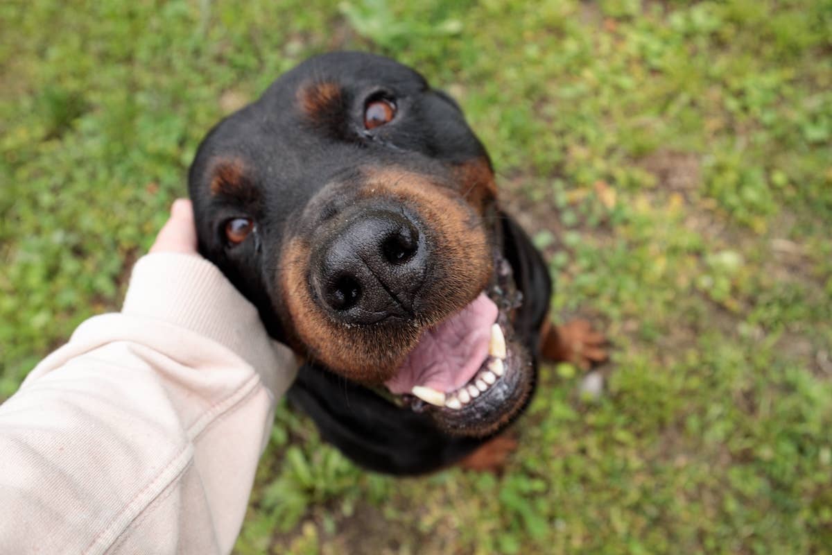Rottweiler Gets ‘Makeover of His Dreams’ and Smiles So Wide - Parade Pets