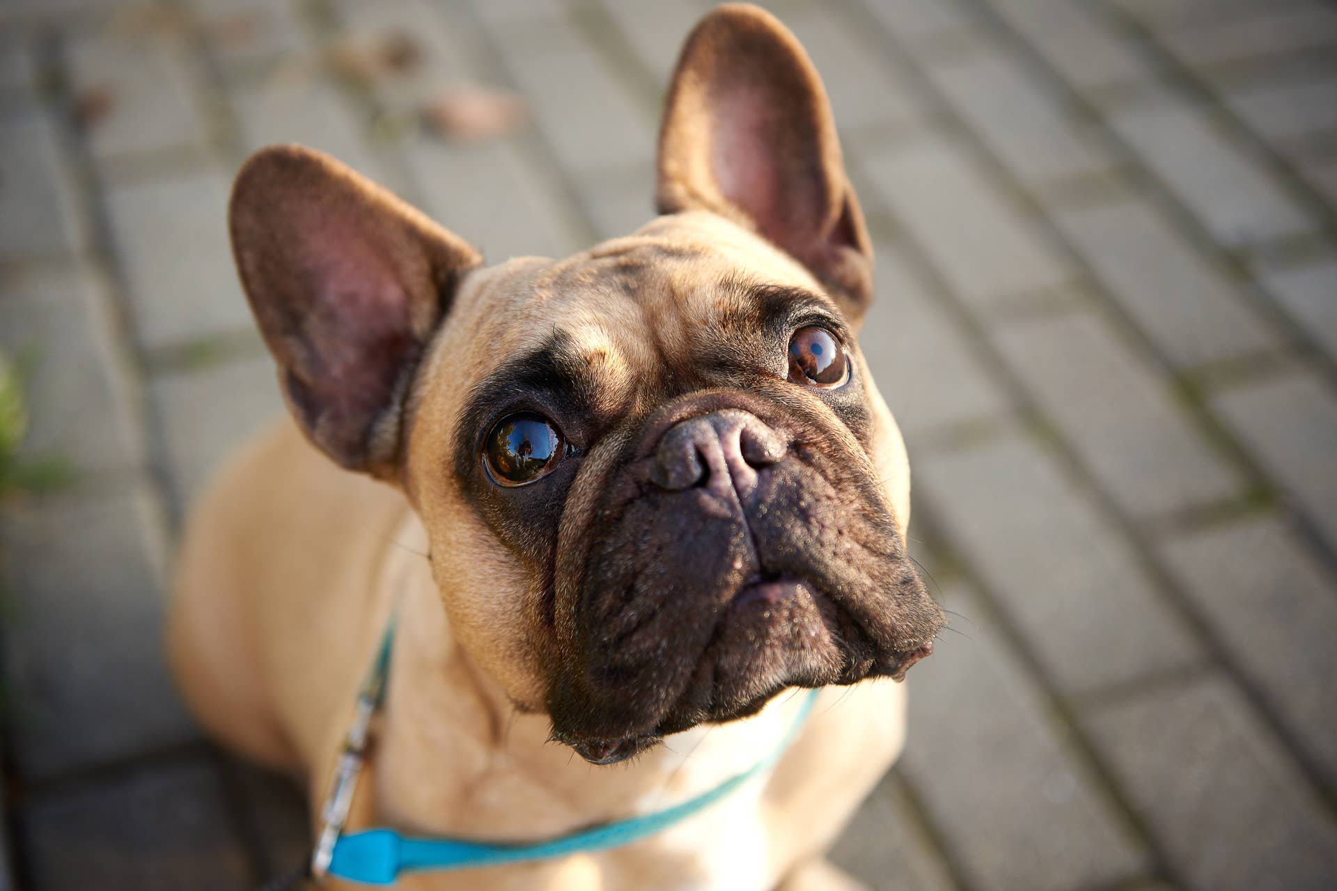 Frenchies Are the Most Popular Dog, but a New Breed Takes 5th - Parade Pets